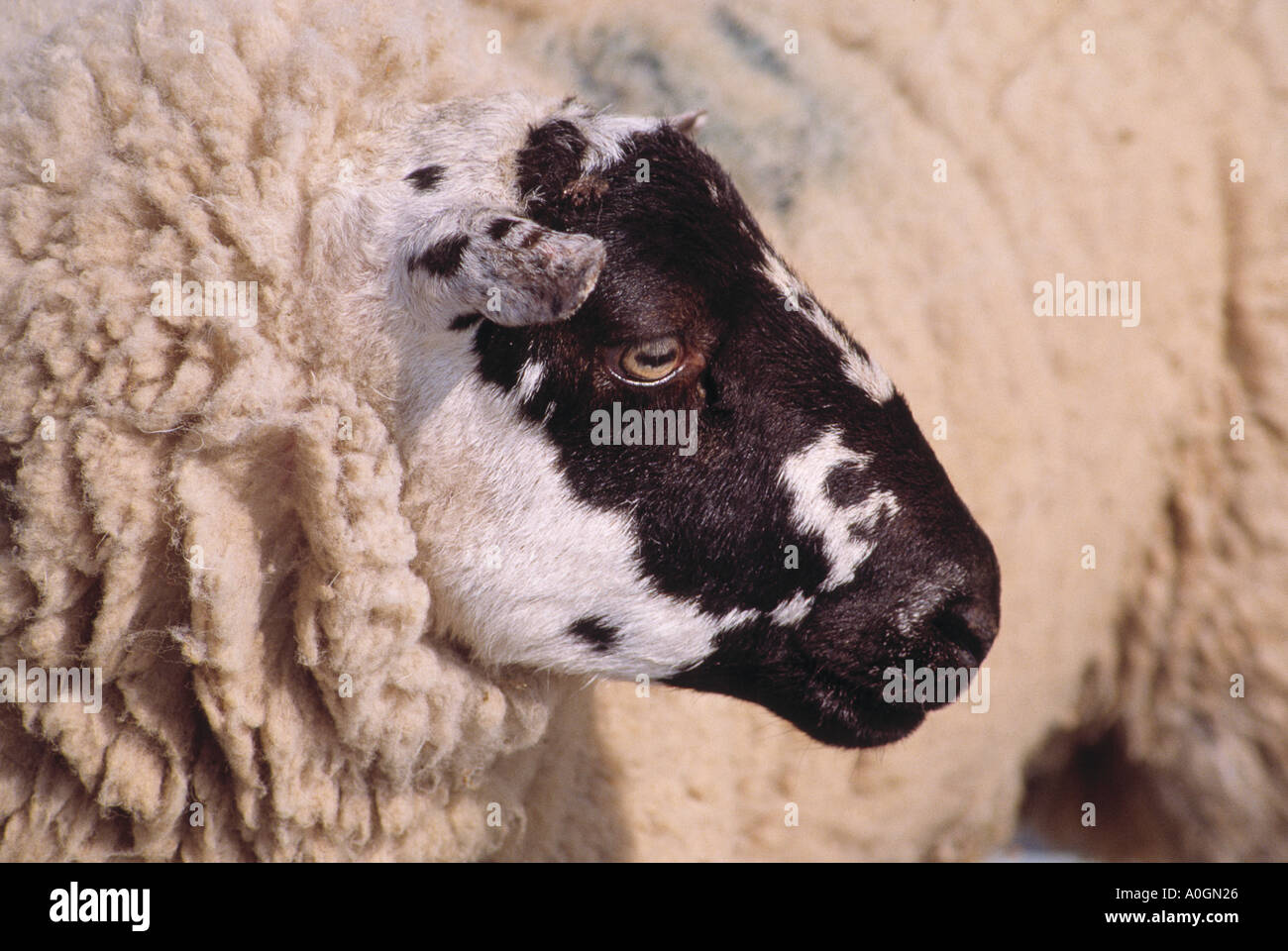 Beulah specklefaced hi-res stock photography and images - Alamy