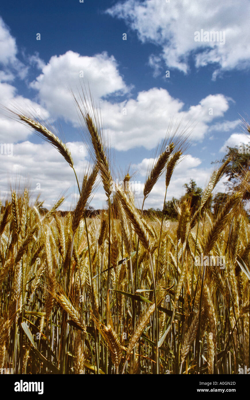 Late summer harvest blue sky hi-res stock photography and images - Alamy