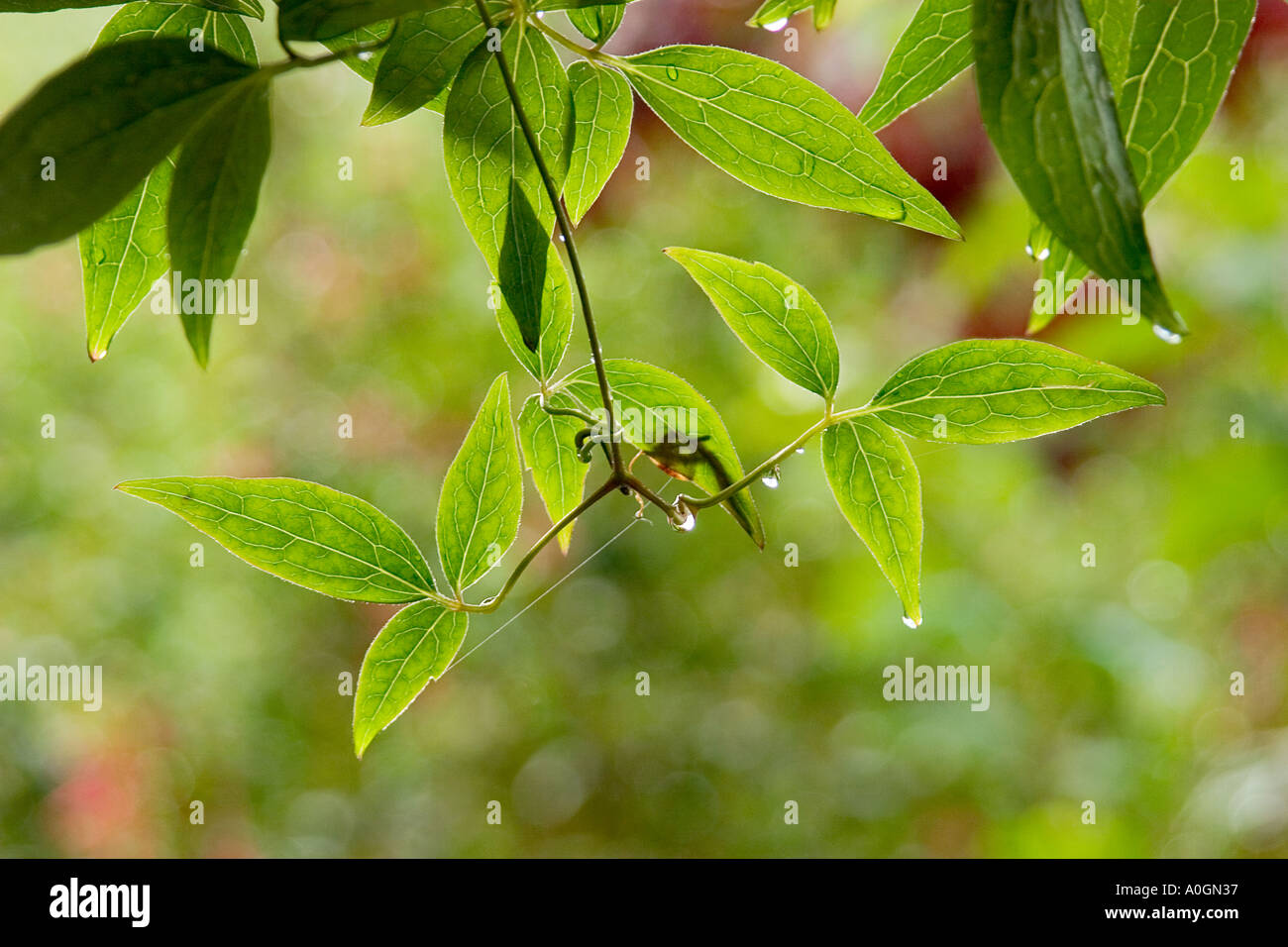 CLEMATIS PLANT IN RAIN Stock Photo - Alamy