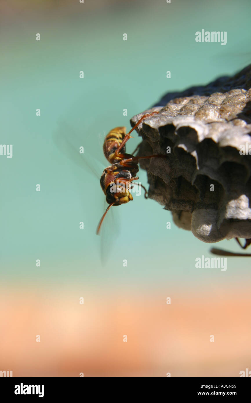 A WASP HANGING ON THE SIDE OF A WASPS NEST Stock Photo - Alamy