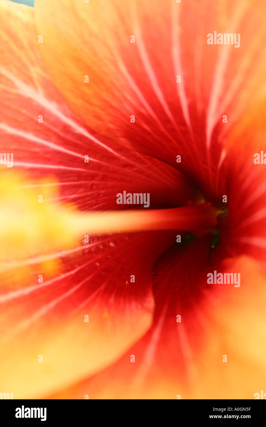 RED YELLOW HIBISCUS FLOWER PHOTOGRAPHED IN A CLOSE UP MANNER TO SHOW ...