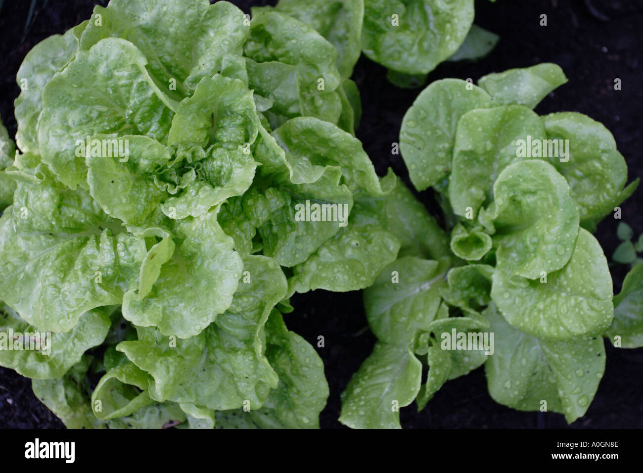A MIGNONETTE LETTUCE GROWING IN RICH SOIL Stock Photo - Alamy