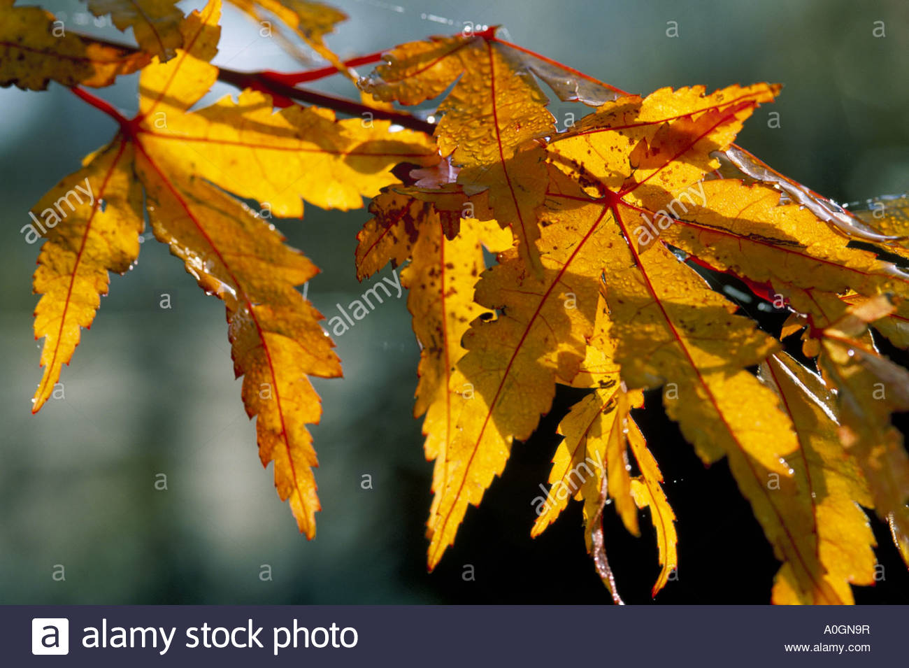 Acer Palmatum Senkaki Stock Photos & Acer Palmatum Senkaki Stock Images ...