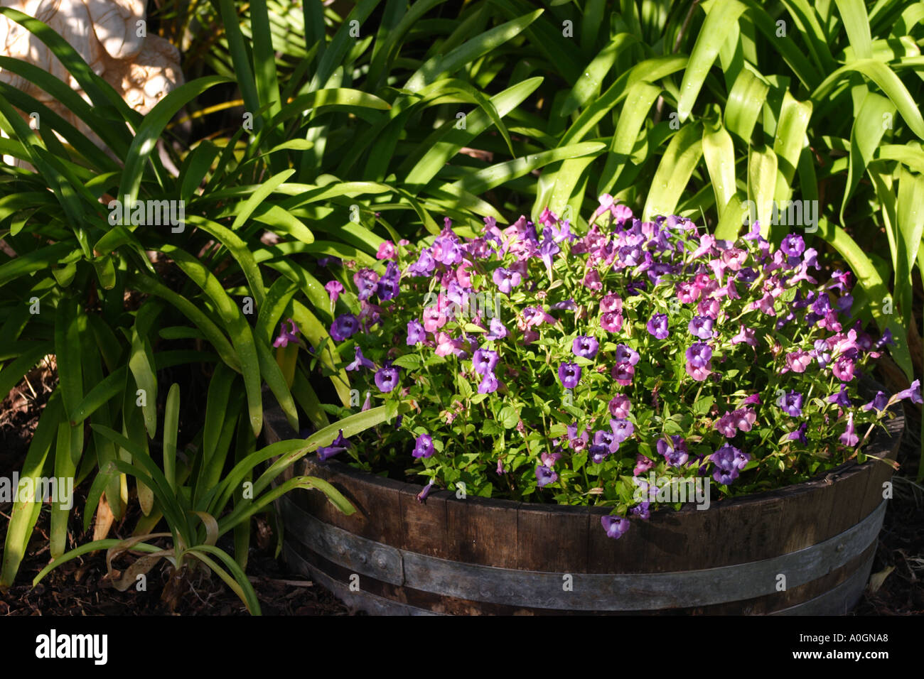 PURPLE FLOWERS IN A TUB Stock Photo - Alamy