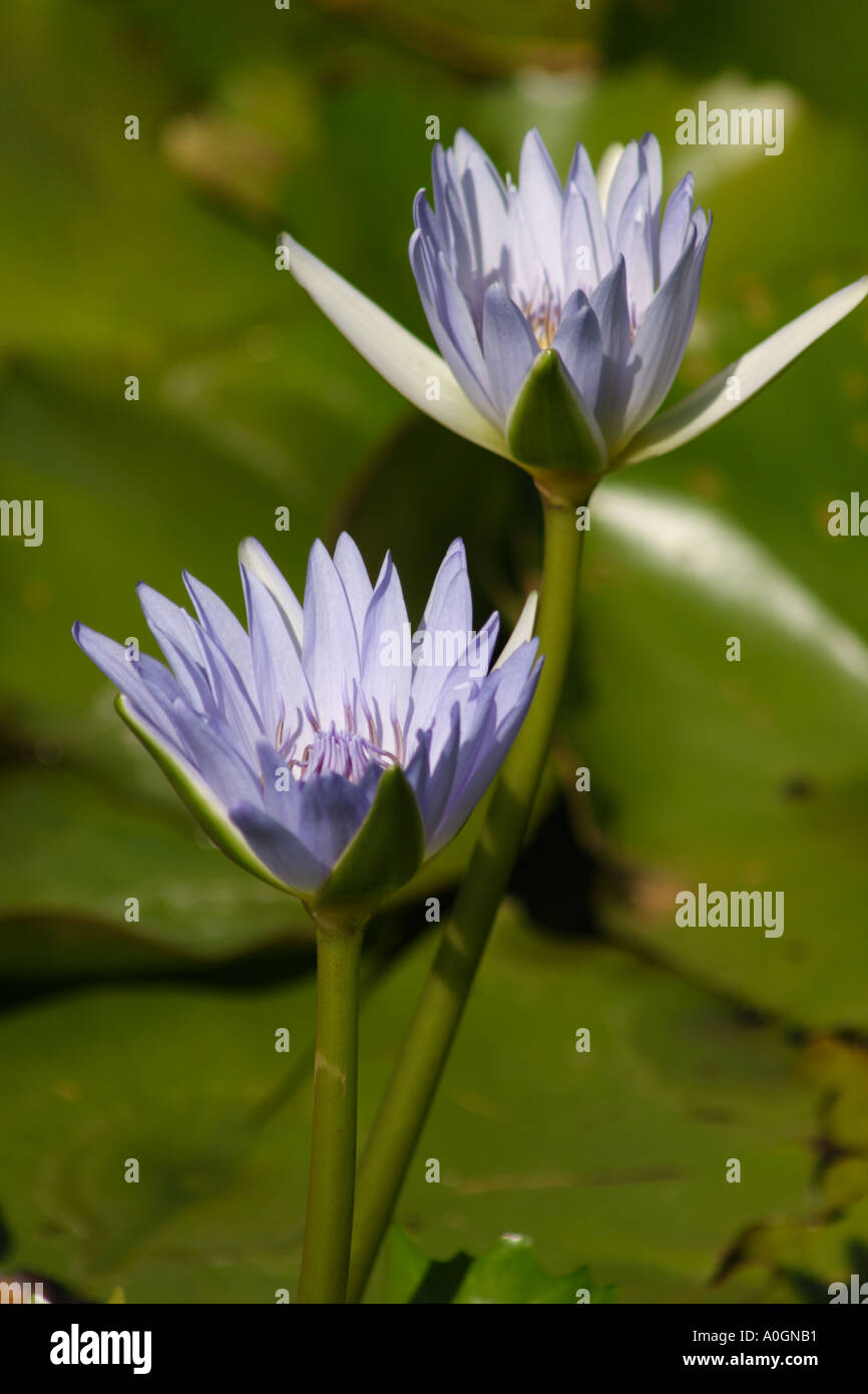 Greening australia hi-res stock photography and images - Alamy