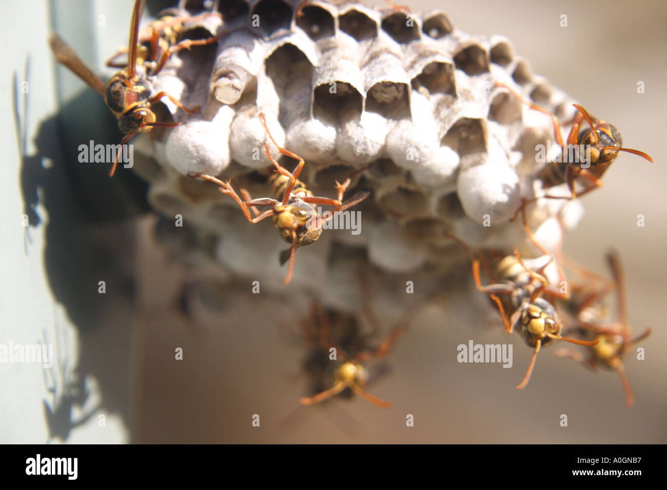 WASPS HANGING ON A WASPS NEST Stock Photo - Alamy