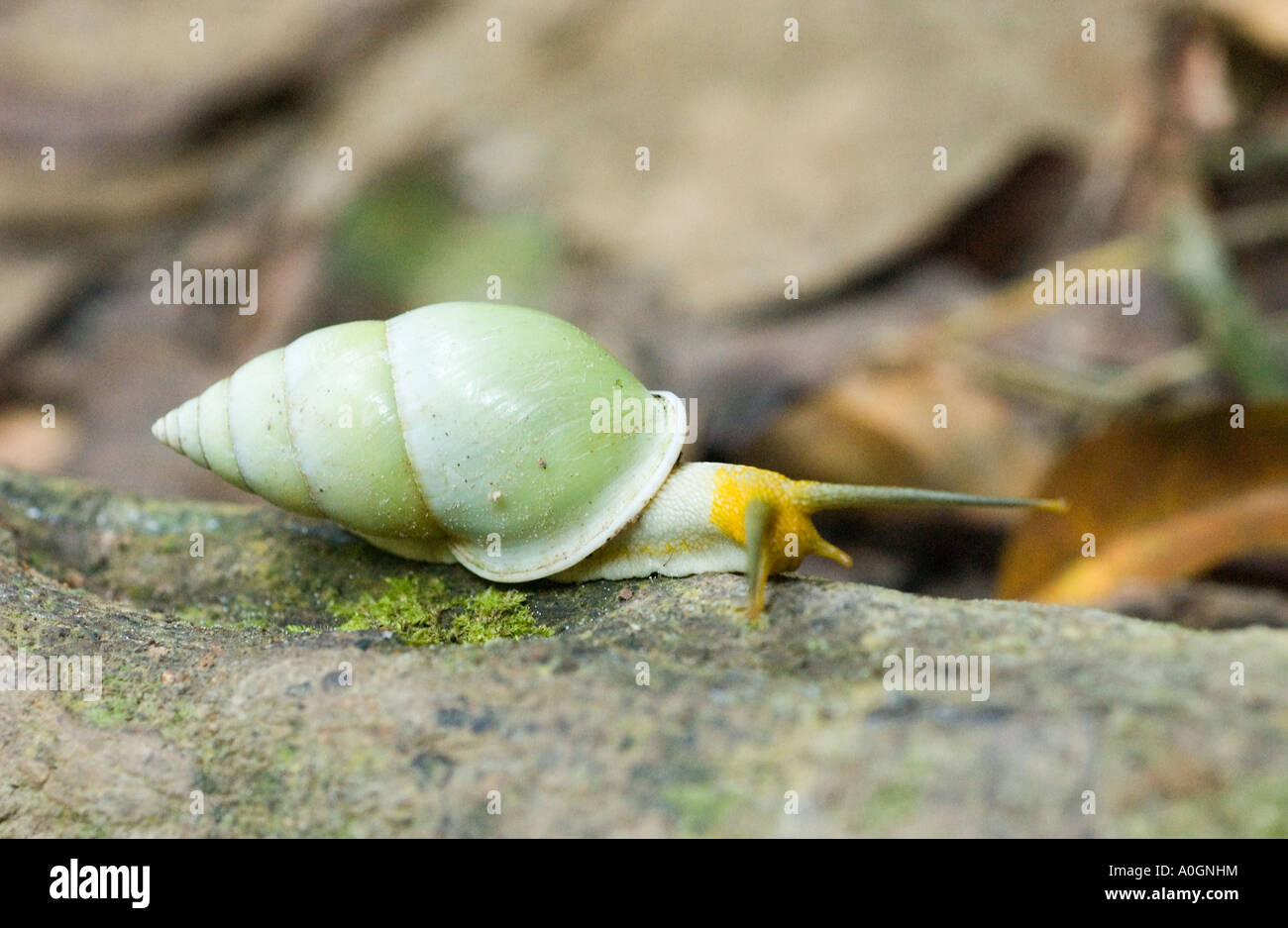 Snail in rain-forest Malaysia Stock Photo - Alamy