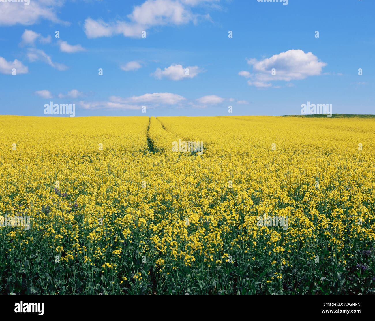 Field of oilseed rape Stock Photo - Alamy