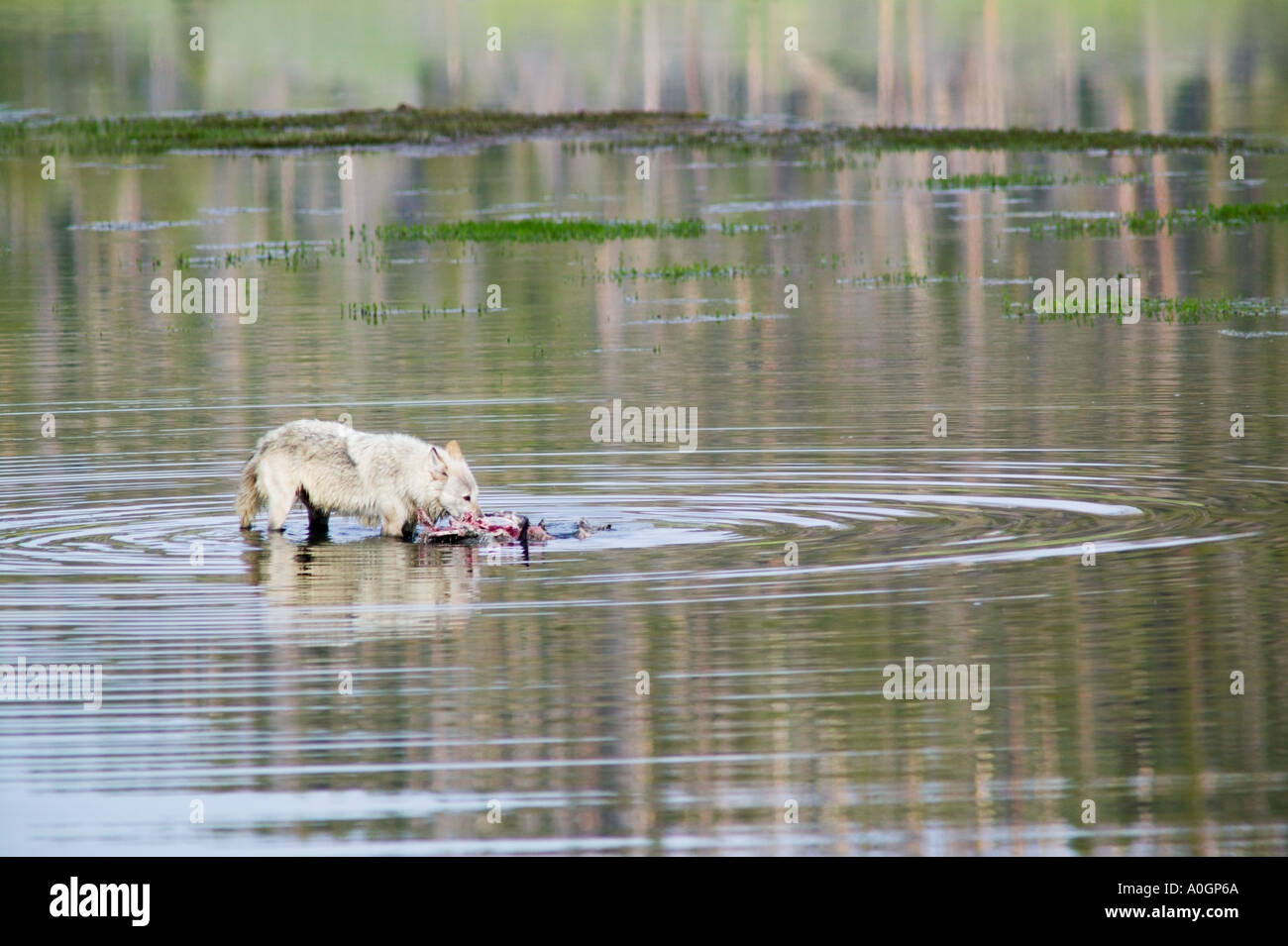 Yellowstone gray wolf feeding hi-res stock photography and images - Alamy