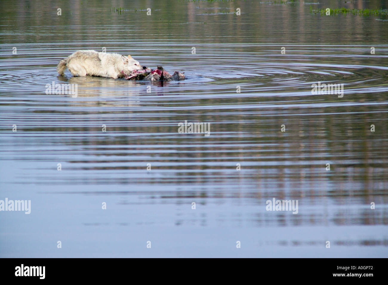 Wolf attack hi-res stock photography and images - Alamy