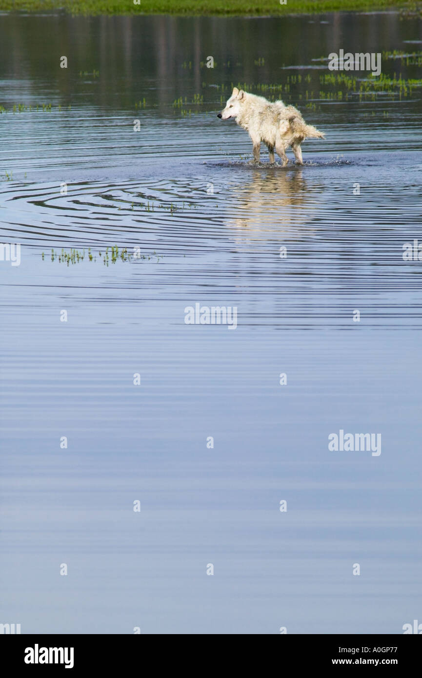 Shaking water off in the bath hi-res stock photography and images - Alamy