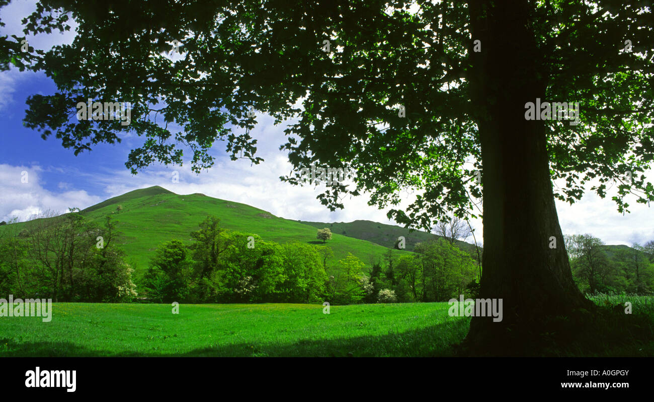 Tree in landscape near Ilam in the Staffordshire Peak District National ...