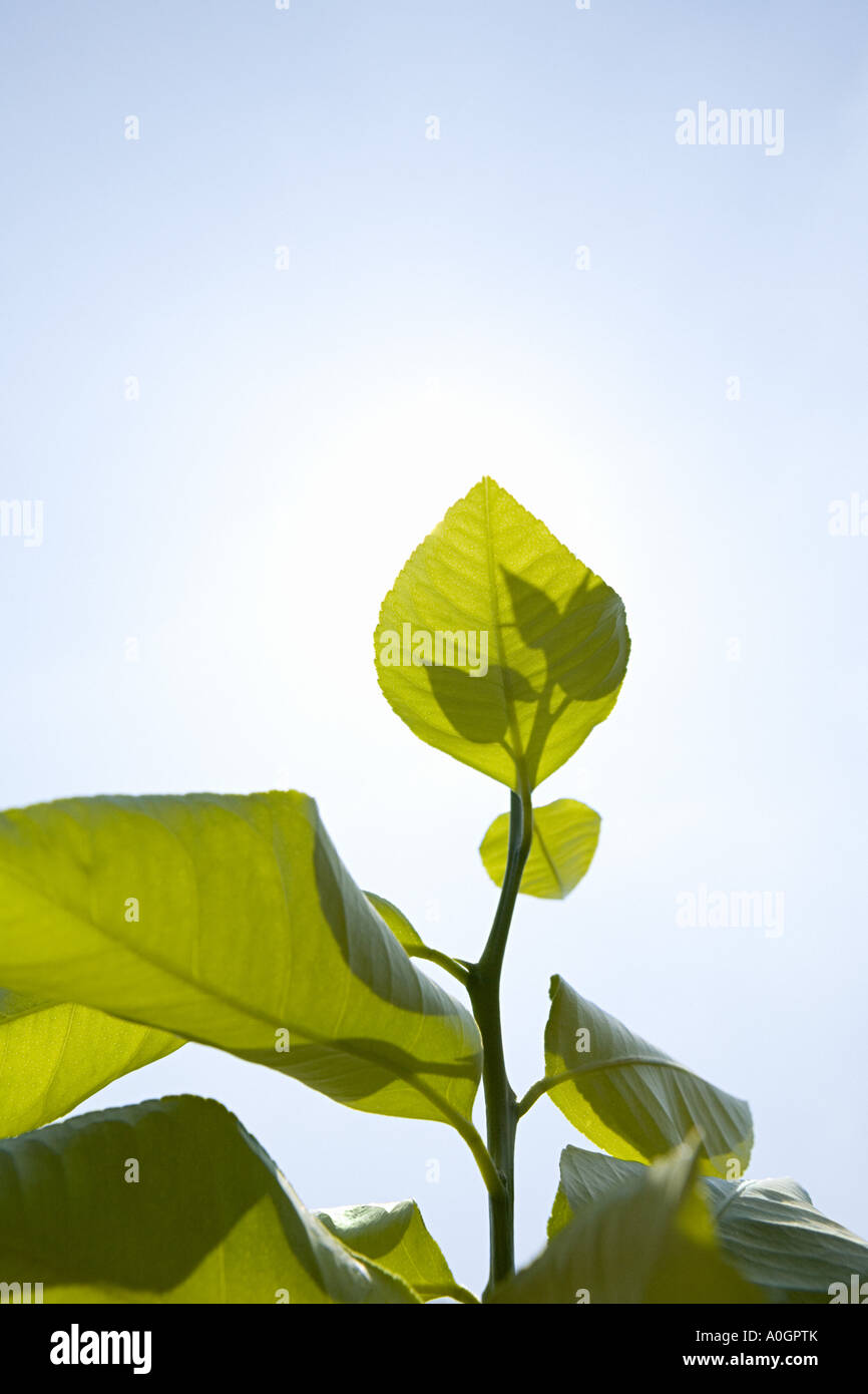 Plant in sunlight Stock Photo - Alamy