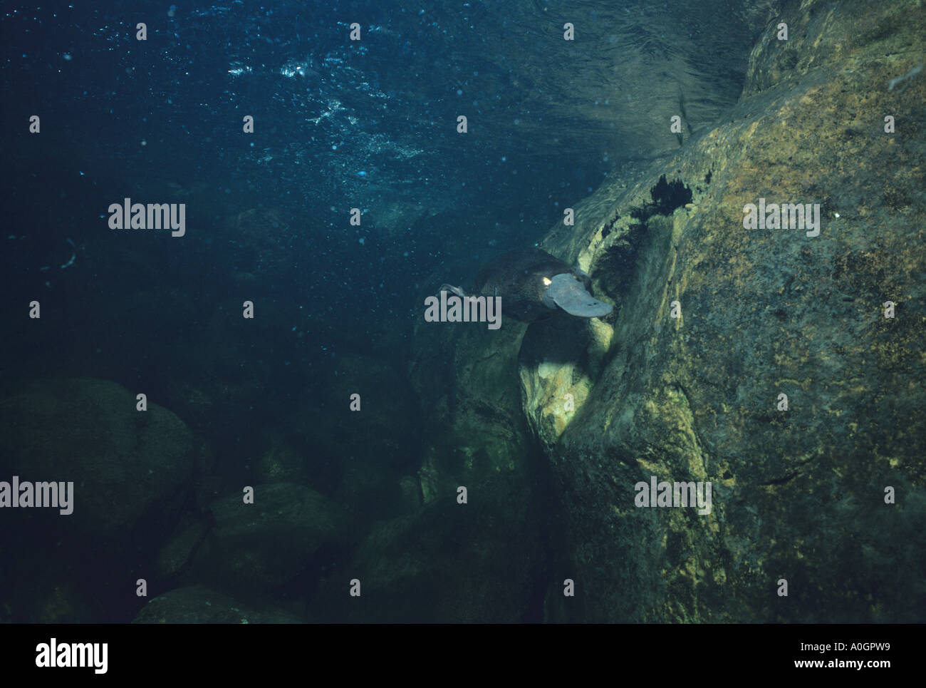 SWIMMING PLATYPUS TASMANIA AUSTRALIA Stock Photo - Alamy
