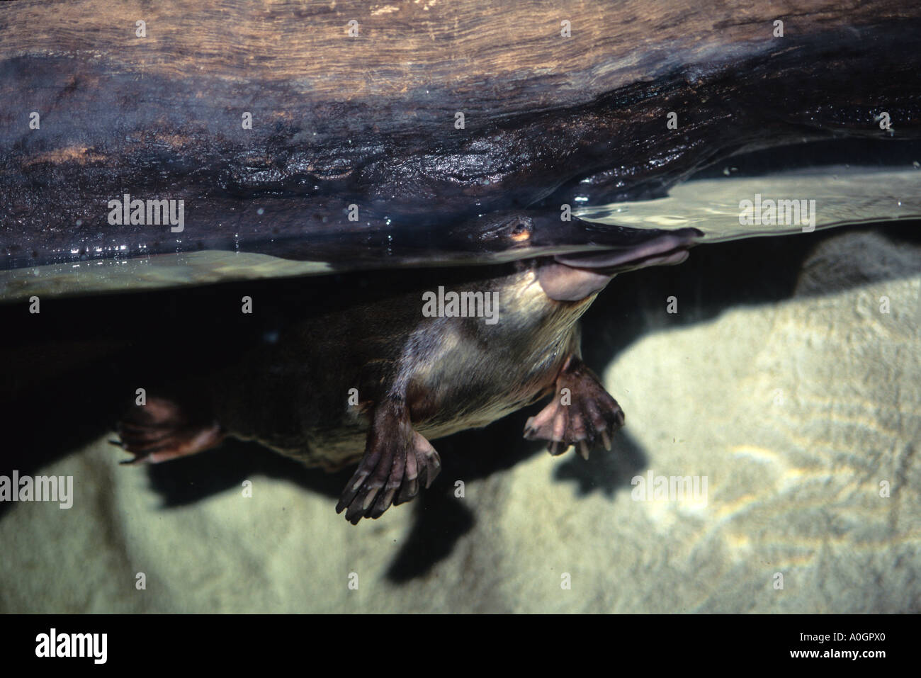 Platypus swimming underwater hi-res stock photography and images - Alamy