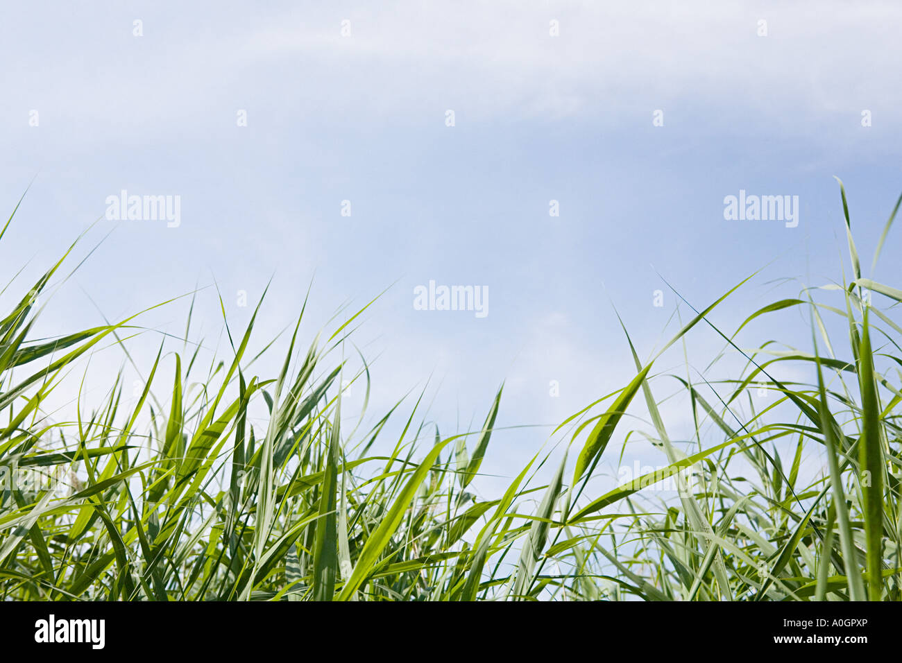Field of plants Stock Photo - Alamy