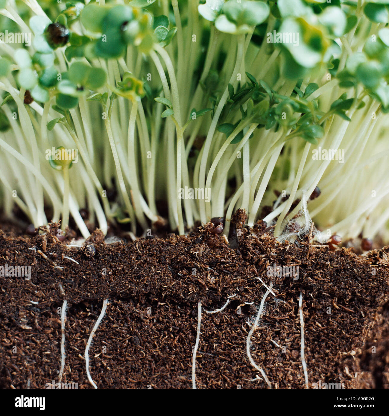 Cress cultivation hi-res stock photography and images - Alamy