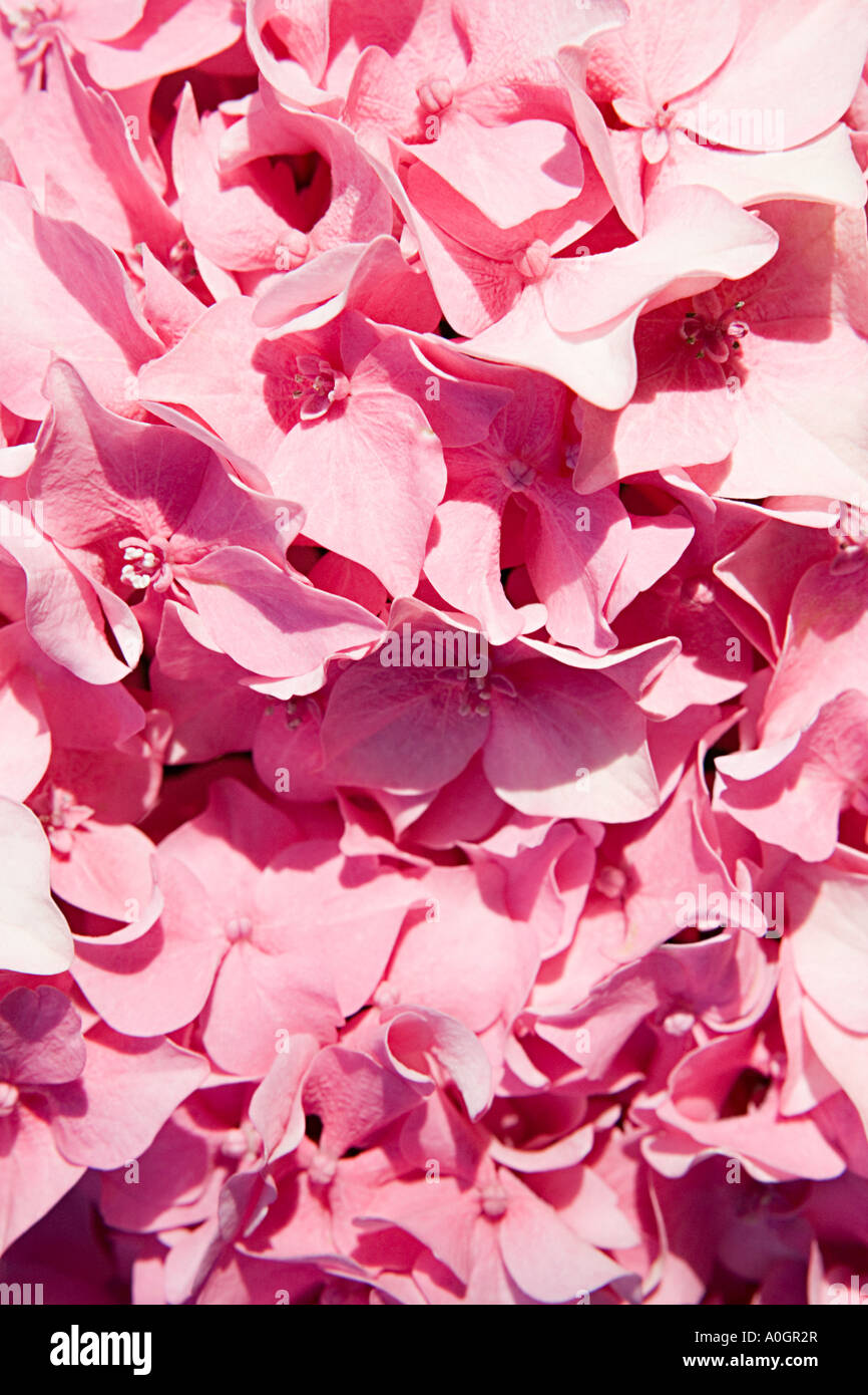 Rosy Pink Flowers High Resolution Stock Photography and Images - Alamy