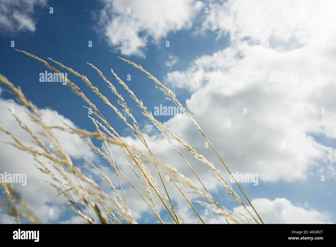 Grass blowing in the breeze Stock Photo - Alamy