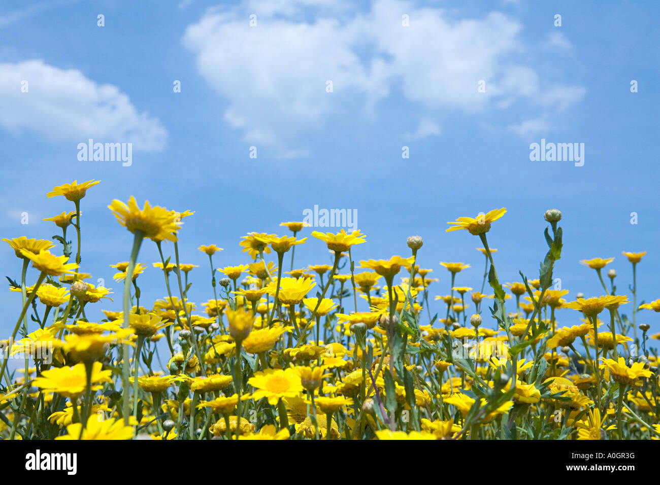 Lots of yellow daisies hi-res stock photography and images - Alamy
