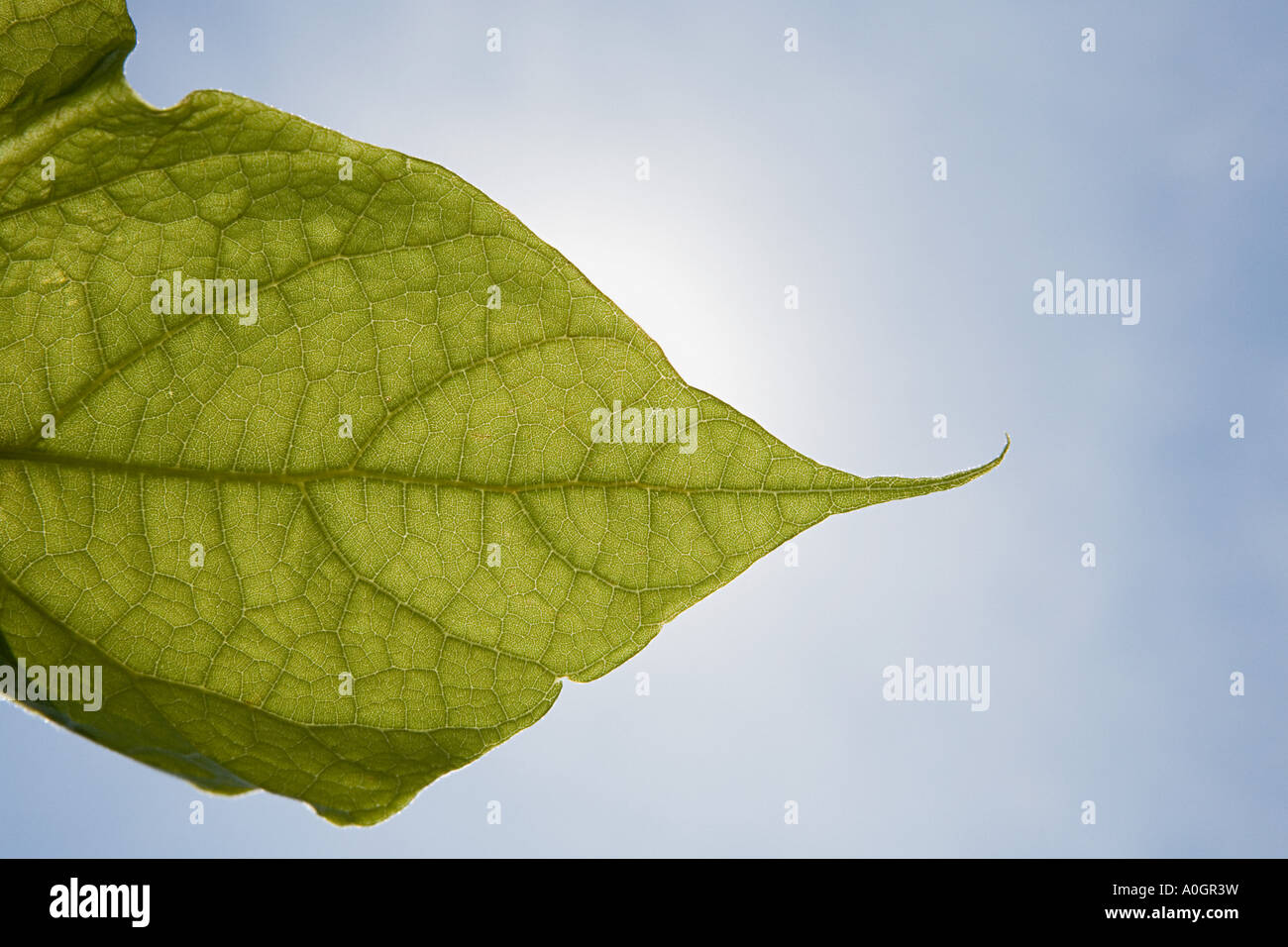 Leaf through hi-res stock photography and images - Alamy