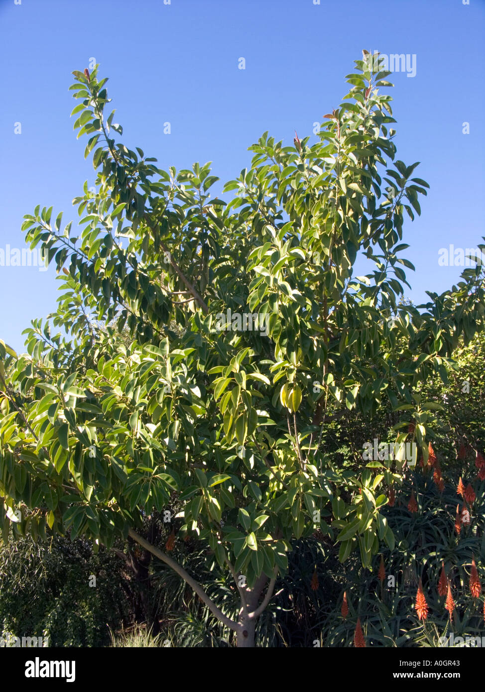 Indian rubber tree hi-res stock photography and images - Alamy