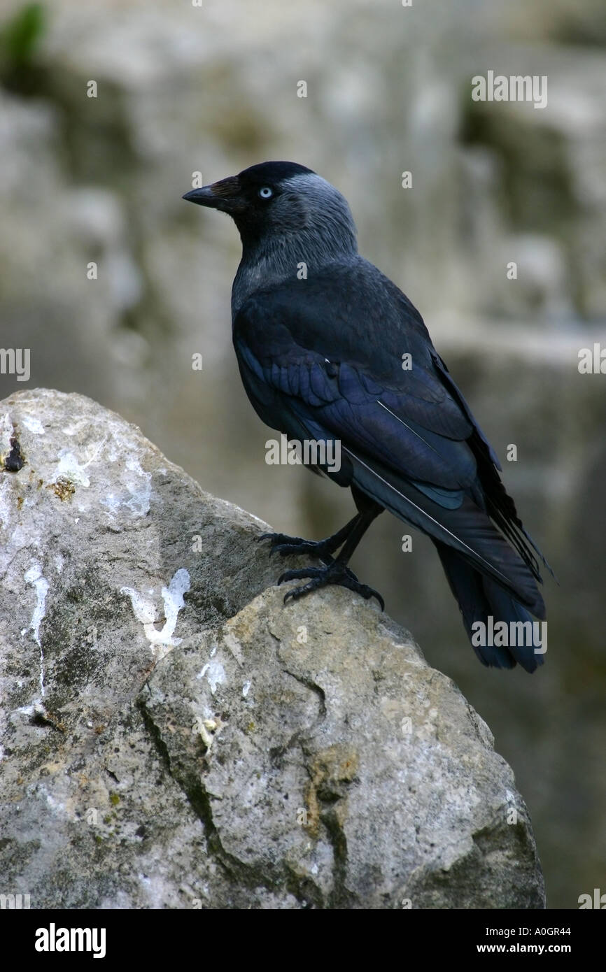 Cheeky crow hi-res stock photography and images - Alamy