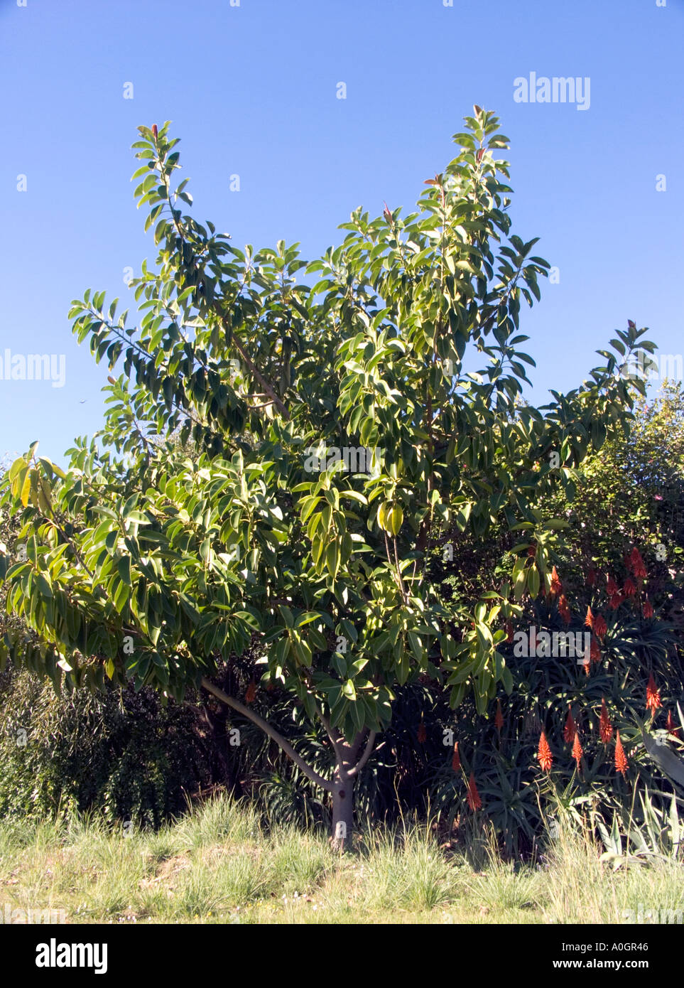 Indian rubber trees hi-res stock photography and images - Alamy