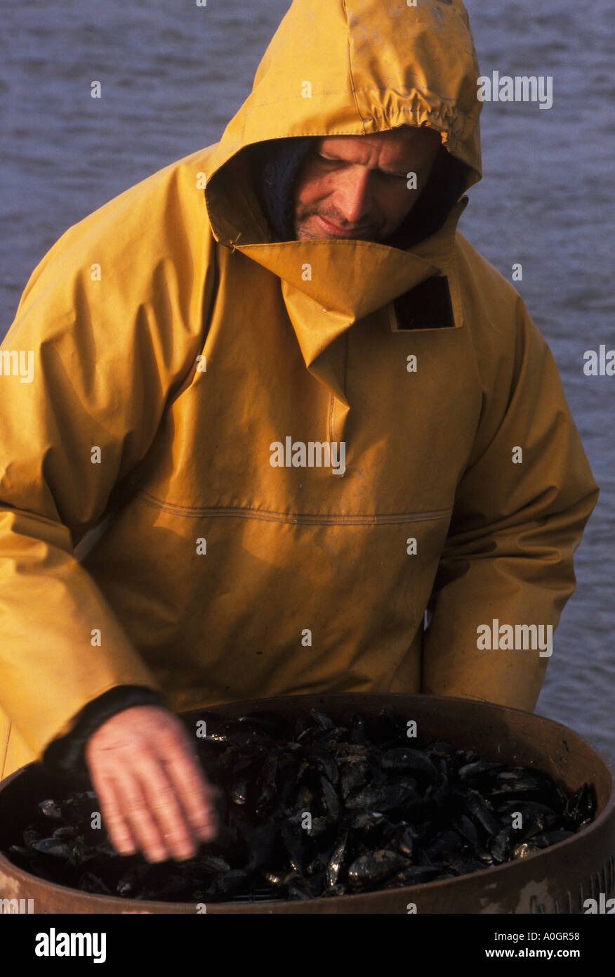 Mussel Fisherman sorting his catch Stock Photo - Alamy