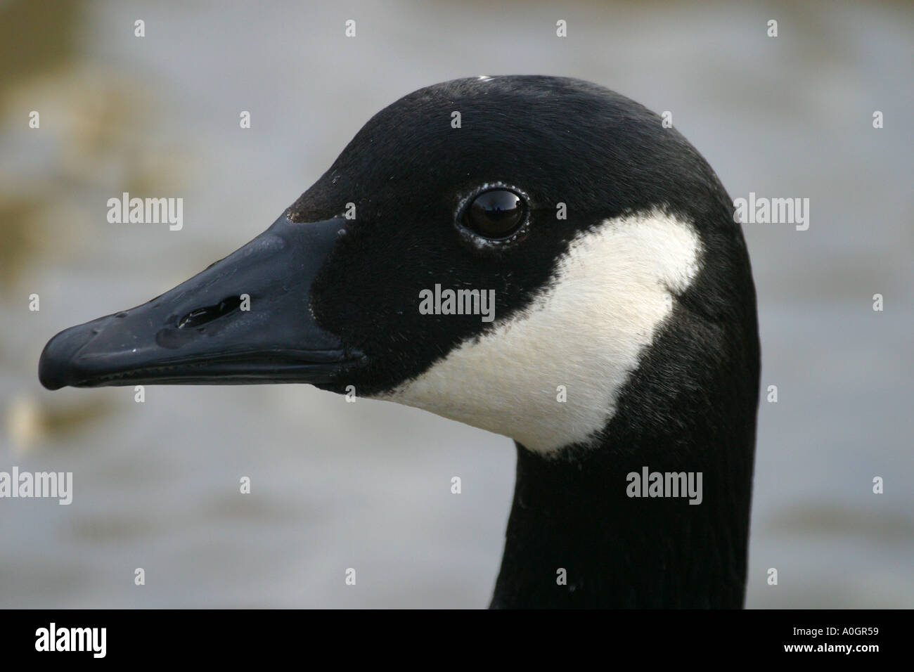 Canada goose head hi-res stock photography and images - Alamy
