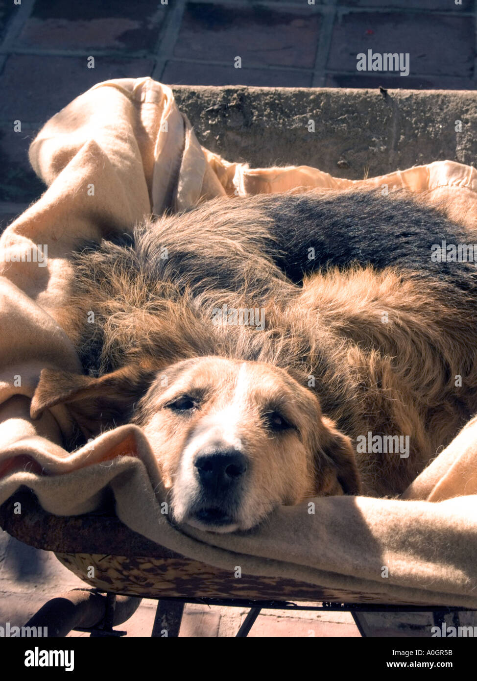 Old Dog resting in a Wheelbarrow Stock Photo - Alamy