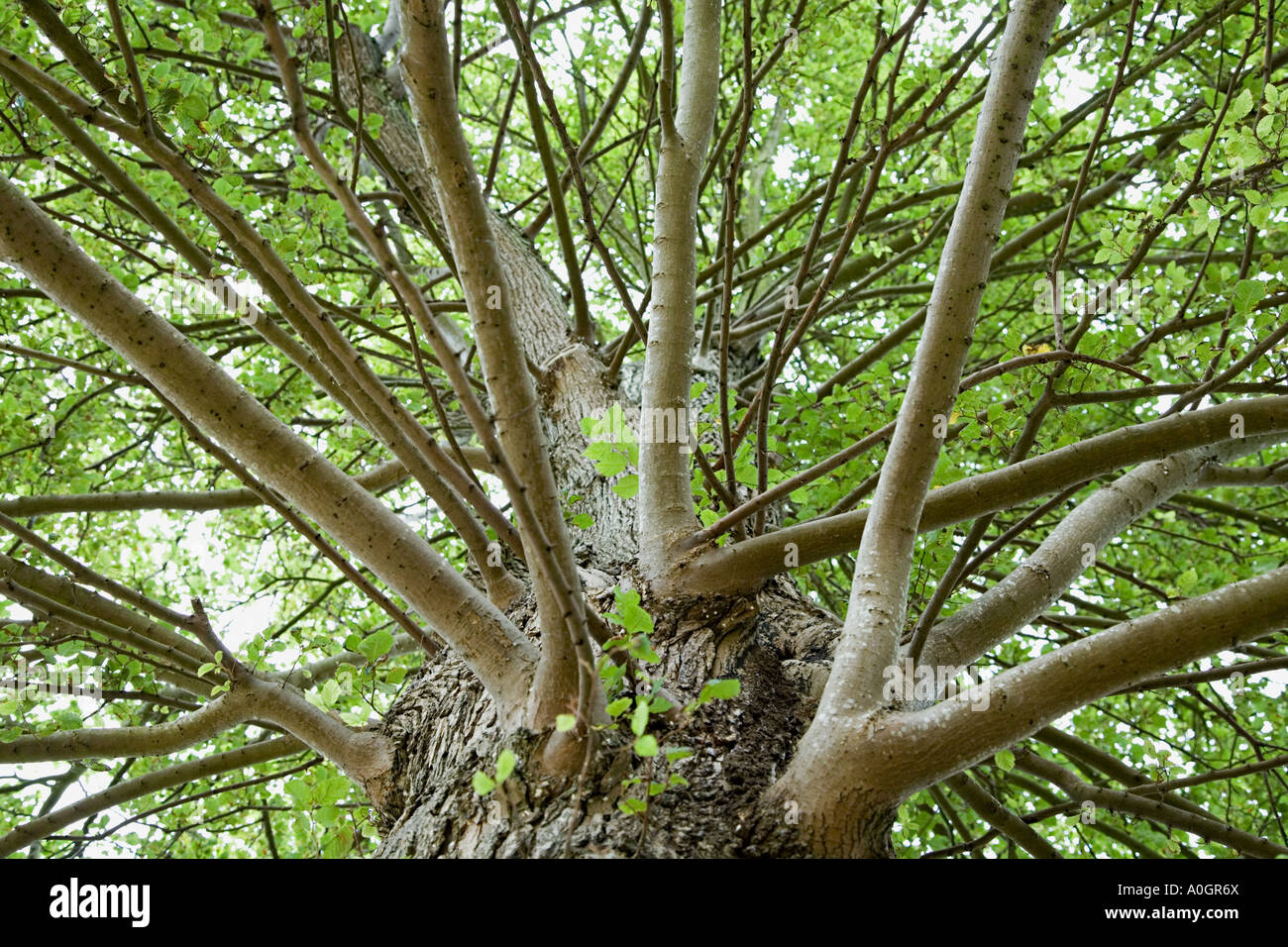 Branches of a tree Stock Photo - Alamy