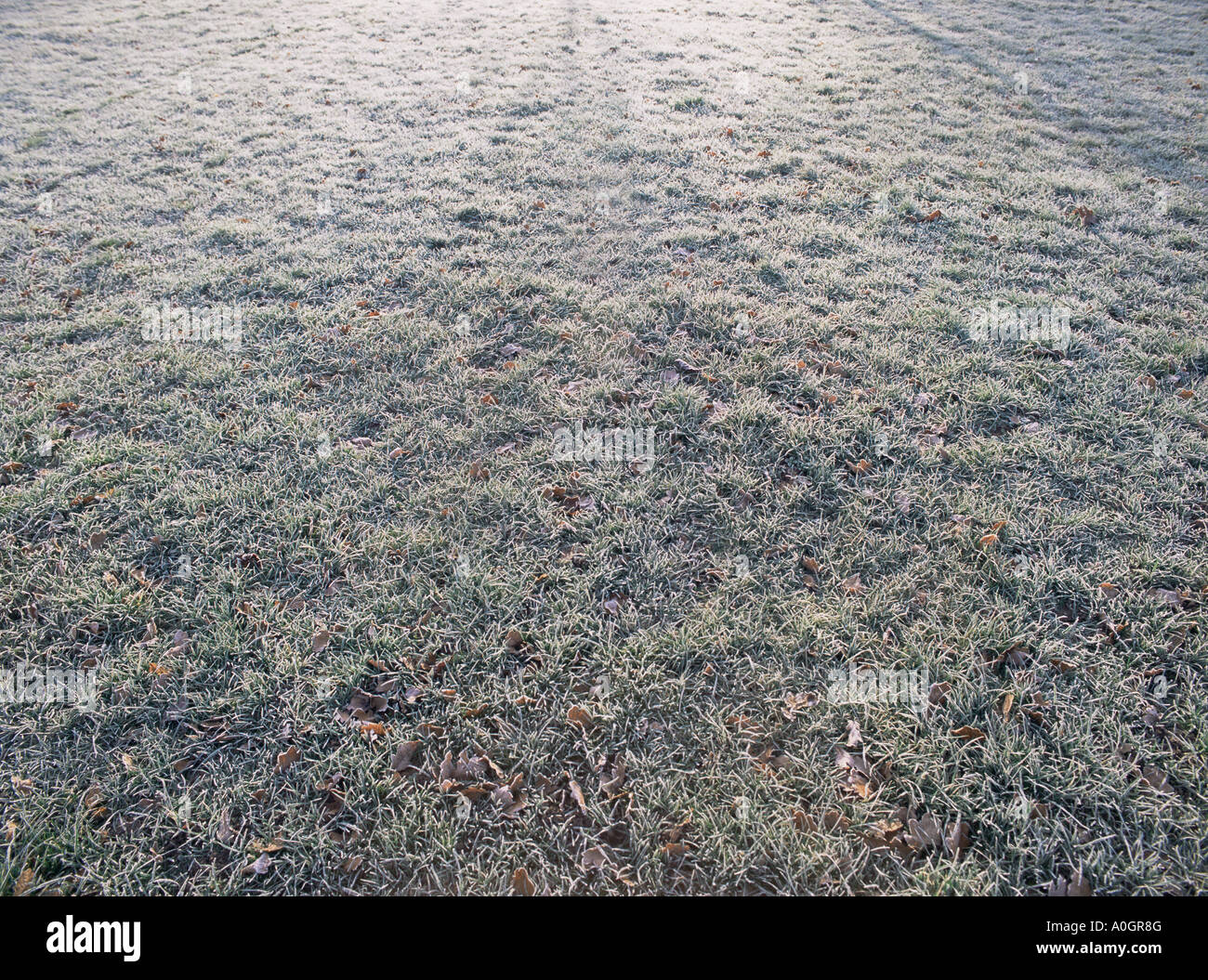 Lawn frost hi-res stock photography and images - Alamy