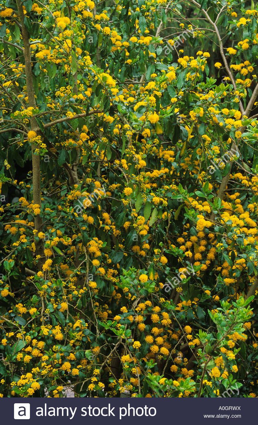 Azara Microphylla Stock Photos & Azara Microphylla Stock Images - Alamy