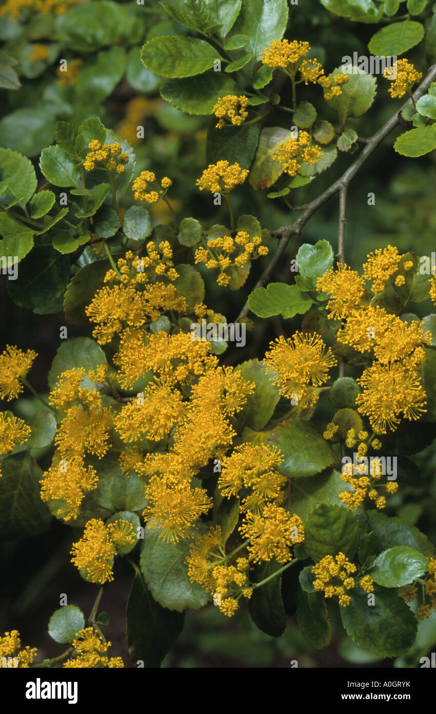 Azara microphylla hi-res stock photography and images - Alamy