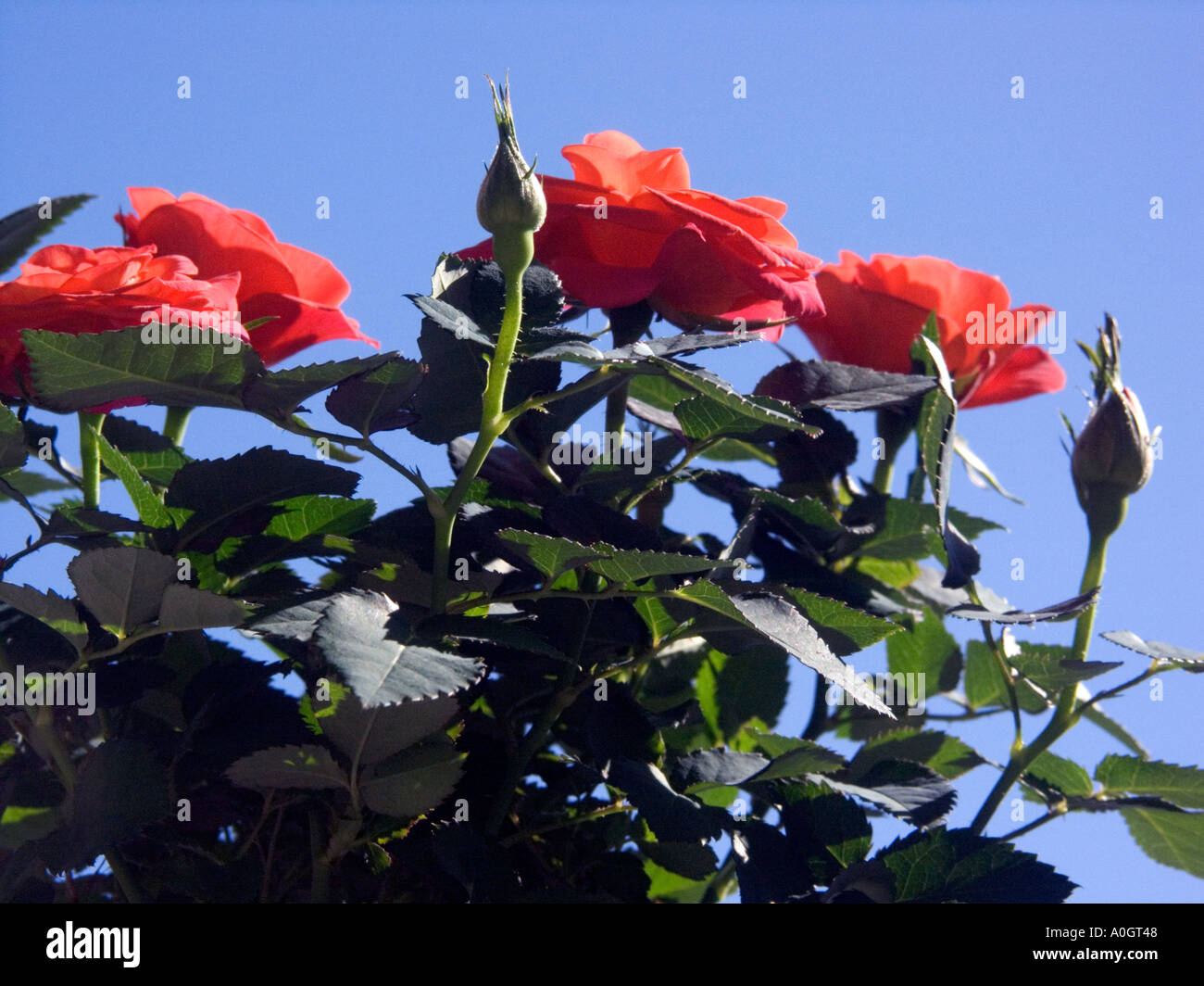 Miniature roses hi-res stock photography and images - Alamy