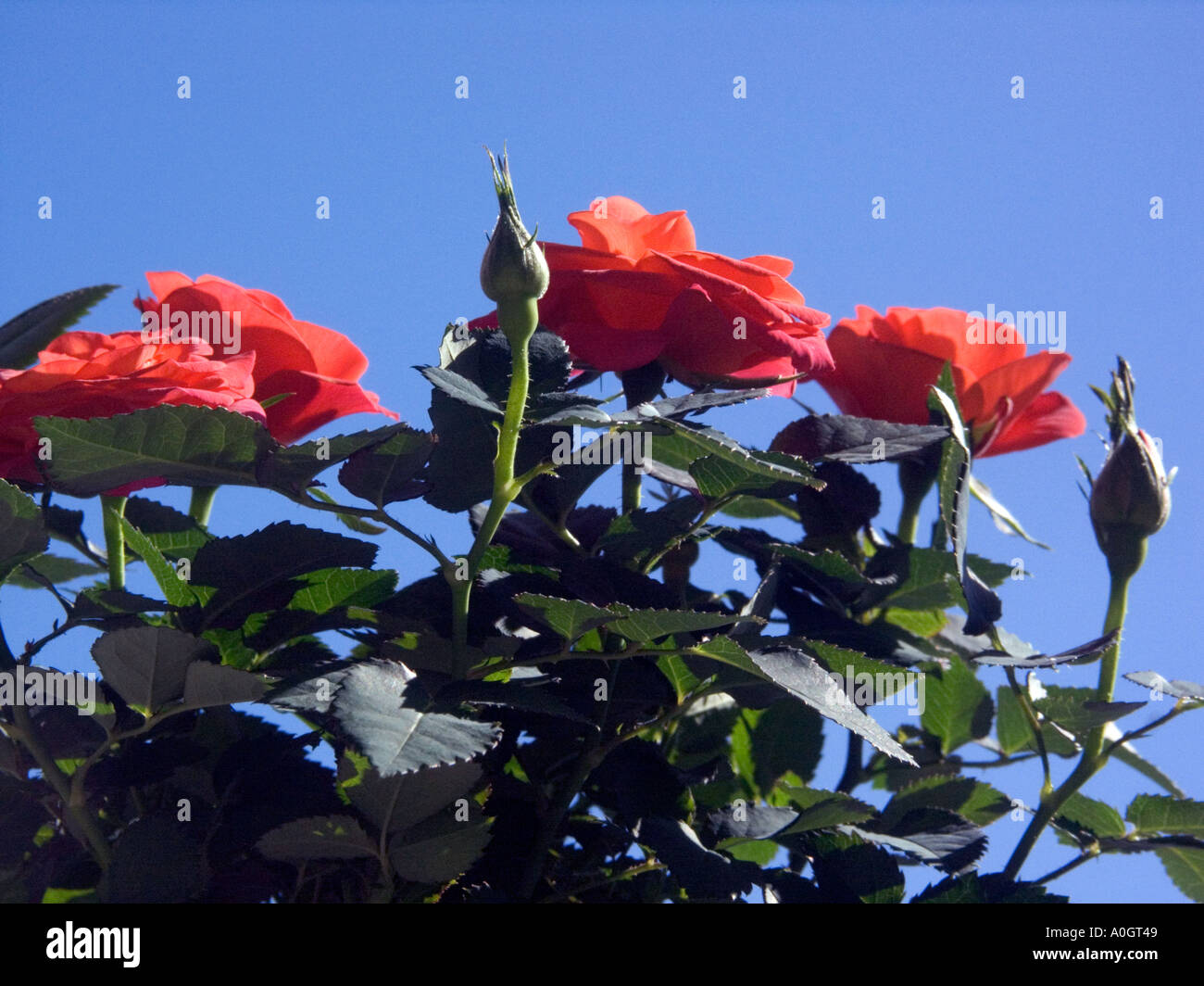 Miniature roses hi-res stock photography and images - Alamy