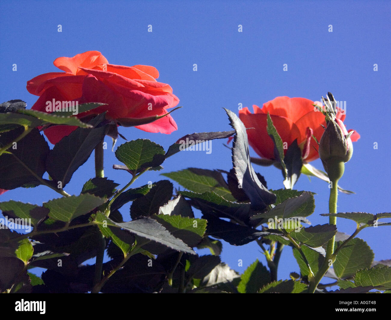 Miniature red roses hi-res stock photography and images - Alamy