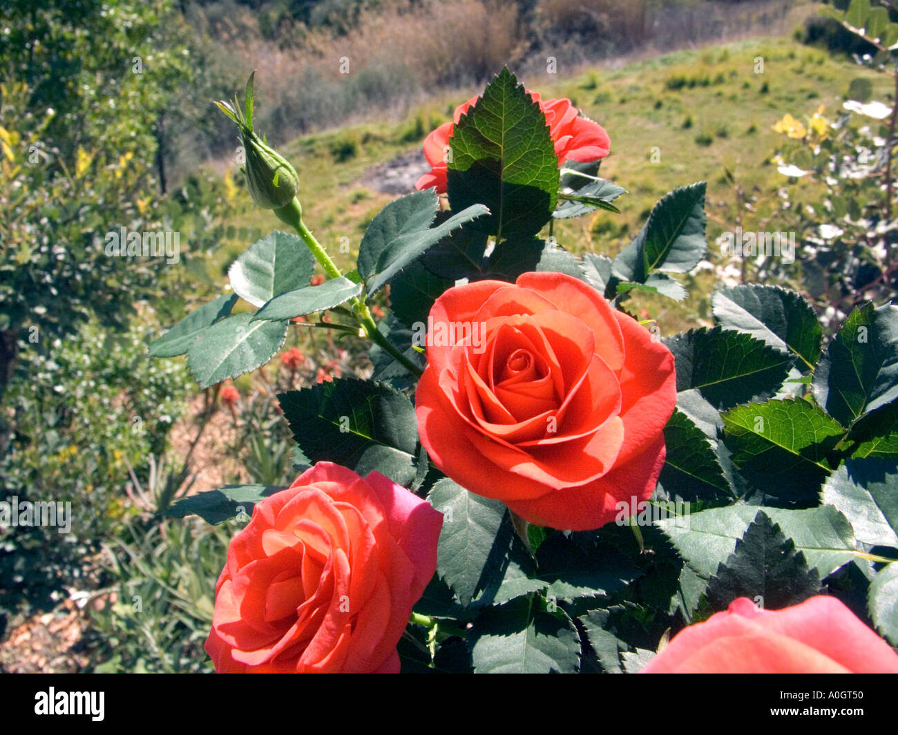 Miniature roses growing in a wild hilltop garden hi-res stock ...