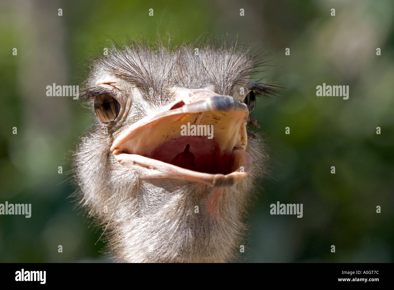 Ostrich - Struthio Camelus Stock Photo - Alamy