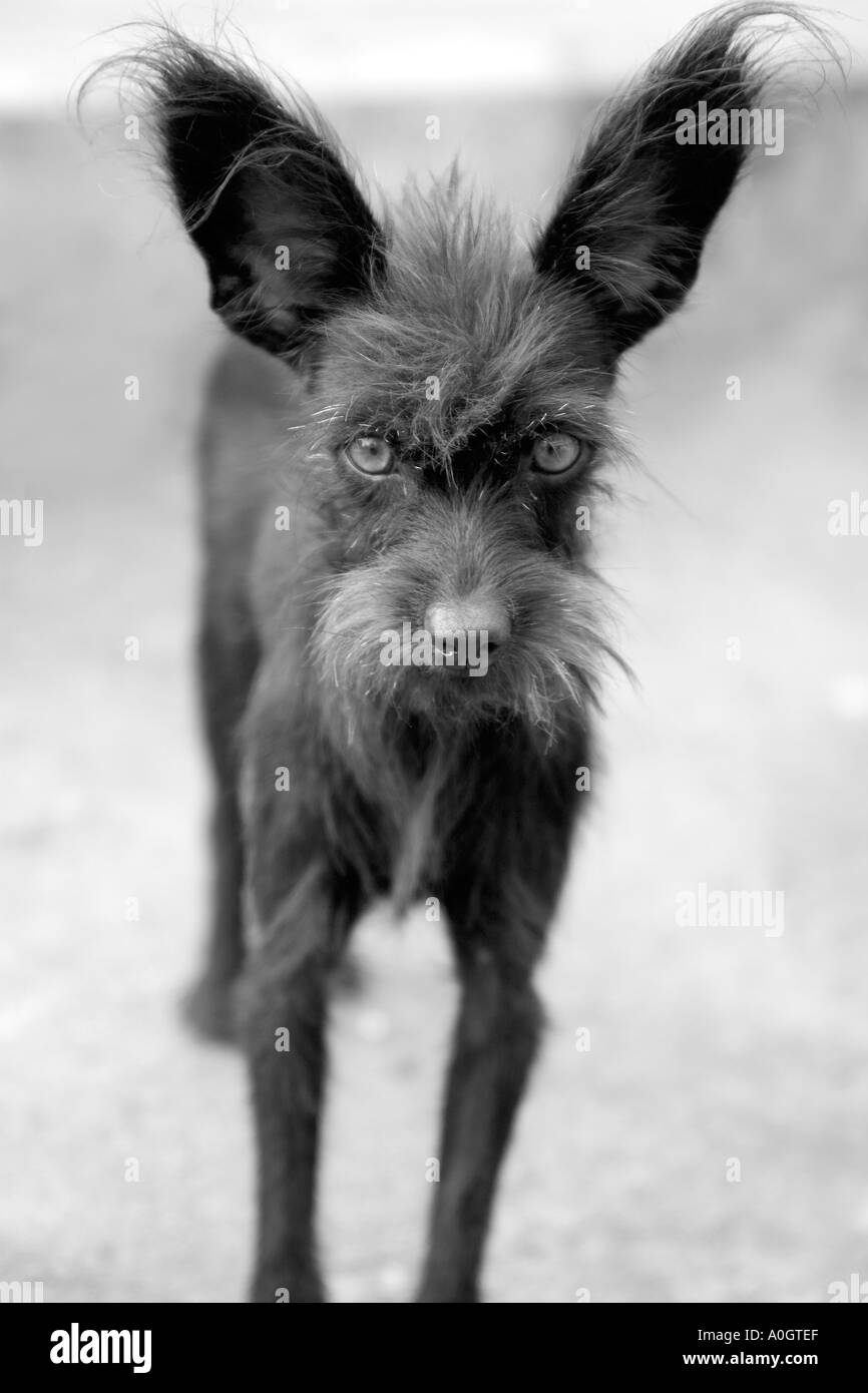 Unusual Looking Dogs