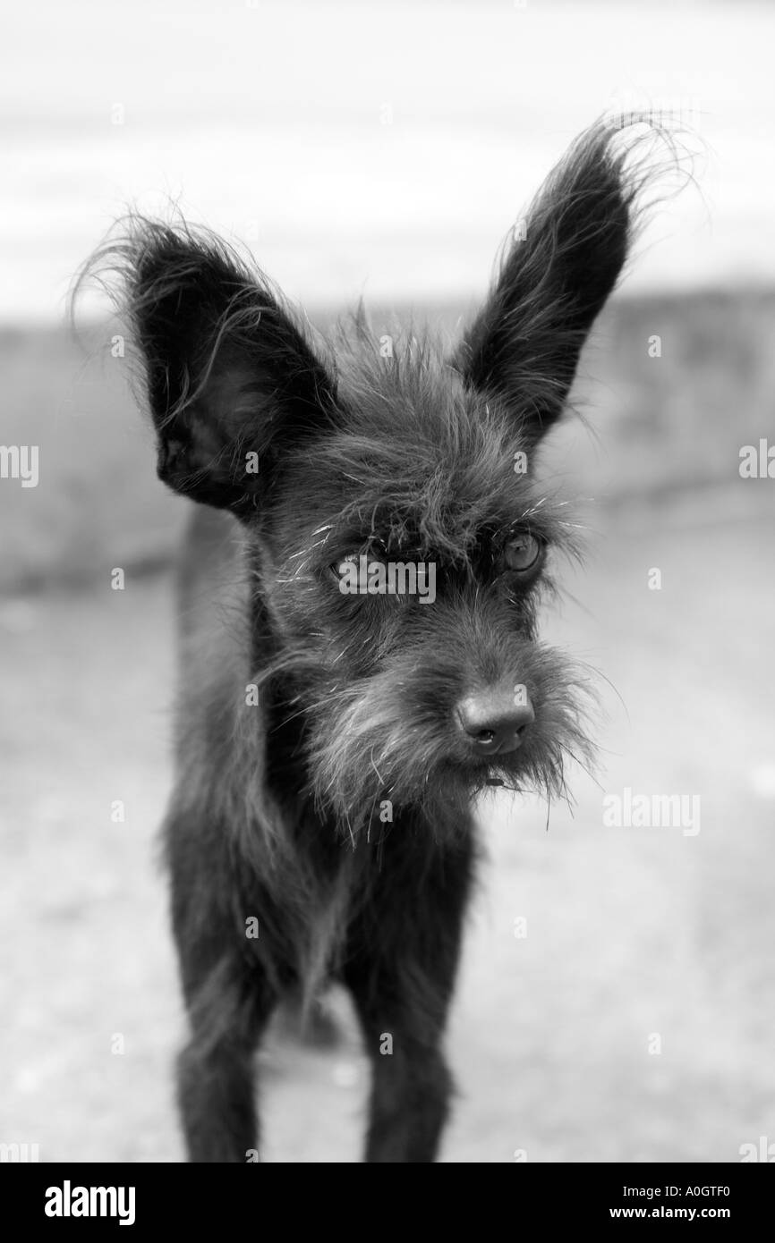 Odd strange Black and White Stock Photos & Images - Alamy