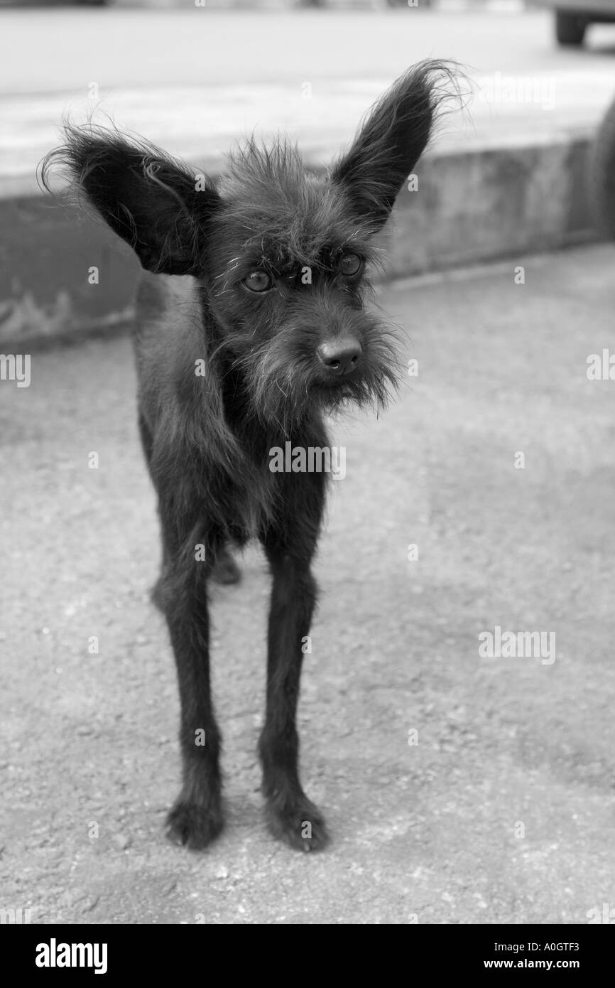 Weird looking Black and White Stock Photos & Images - Alamy