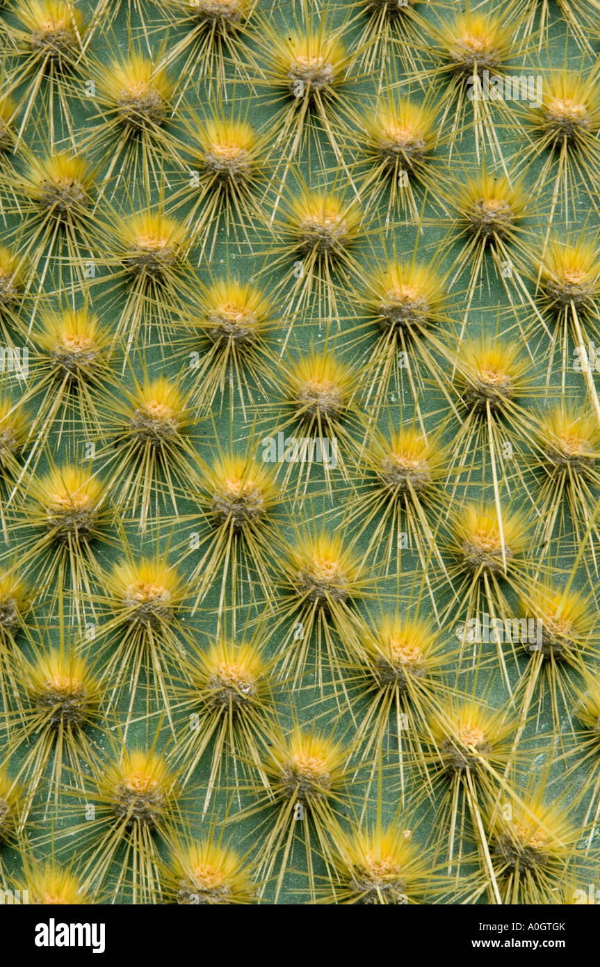 Opuntia cactus tree spines, Galapagos Islands, Ecuador Stock Photo - Alamy
