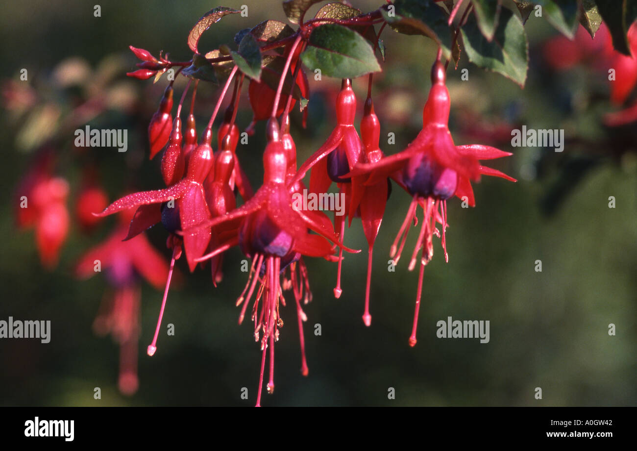 Fuchsia in sunlight hi-res stock photography and images - Alamy