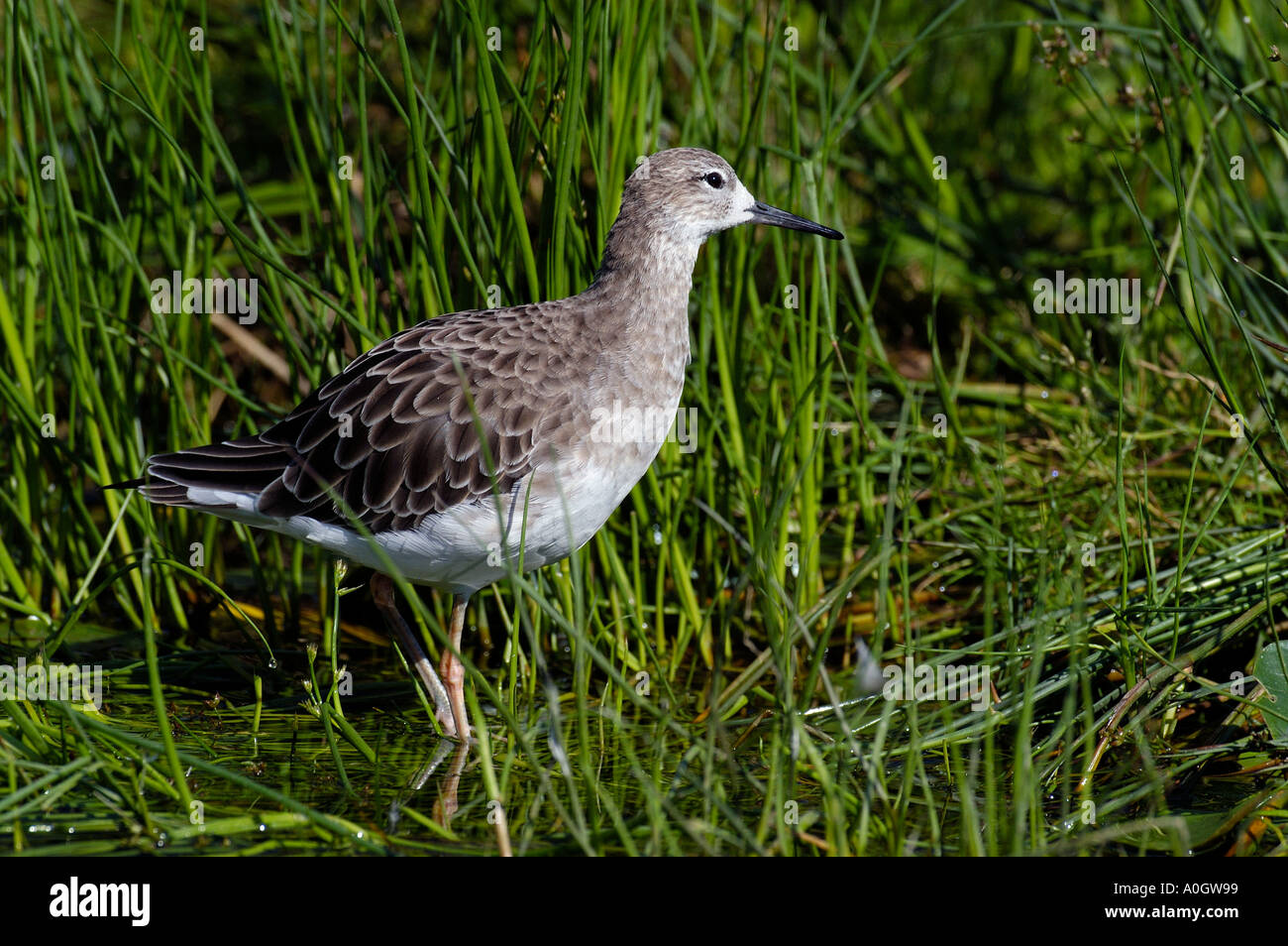 Ruff grassland hi-res stock photography and images - Alamy