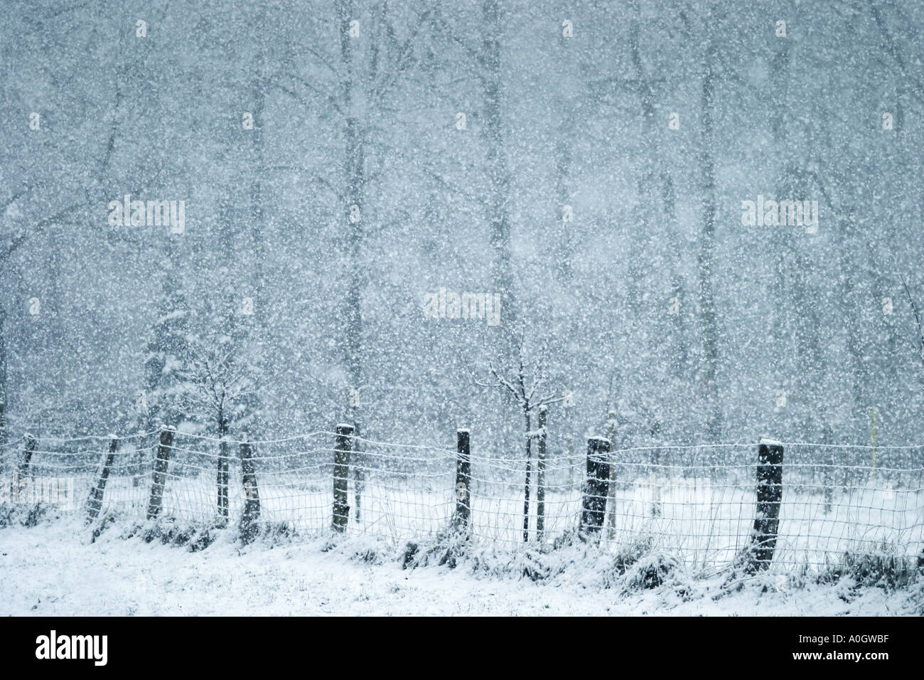 snow falling in winter landscape fence trees Stock Photo - Alamy