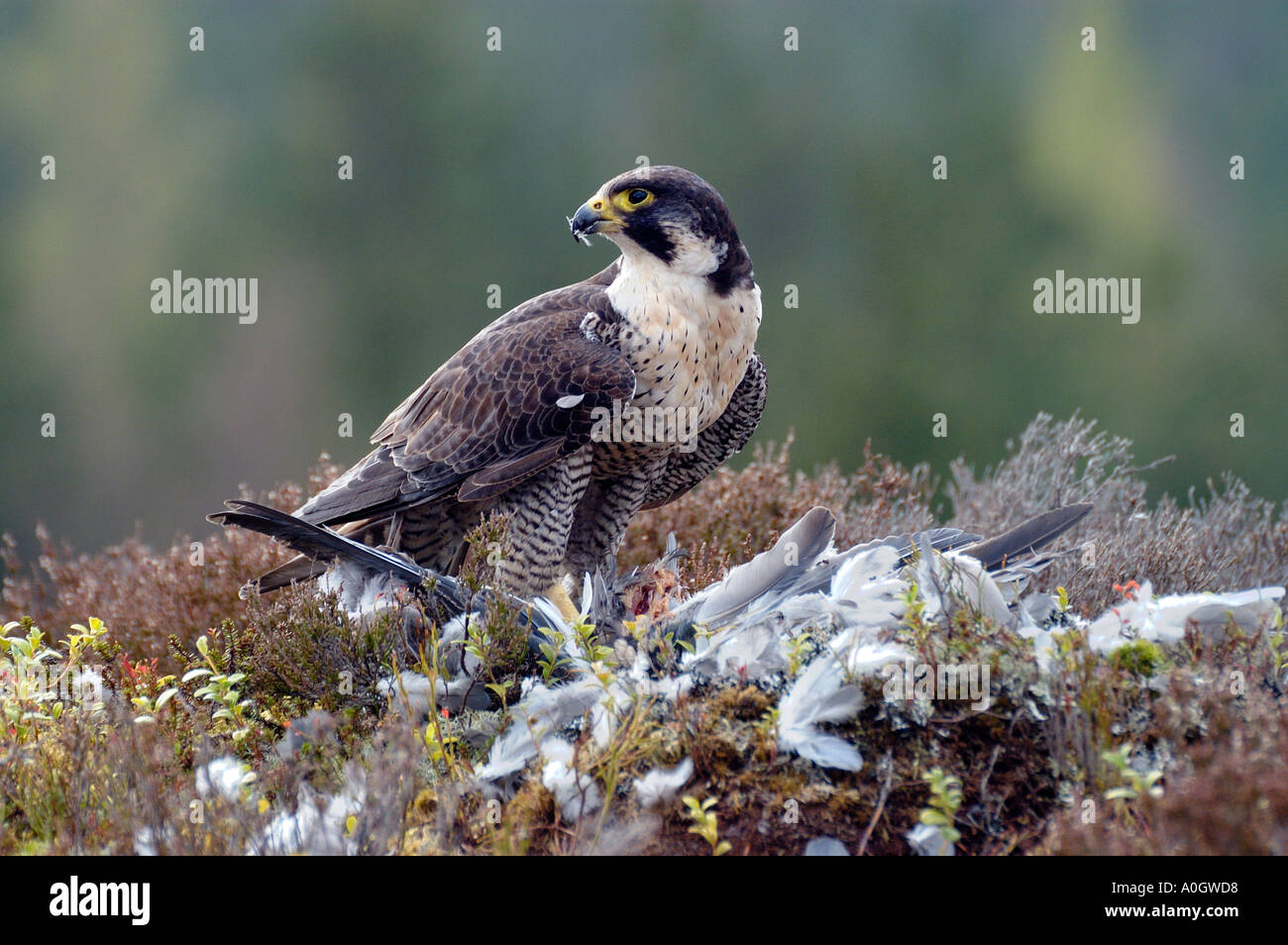Peregrine falcon mantling hi-res stock photography and images - Alamy