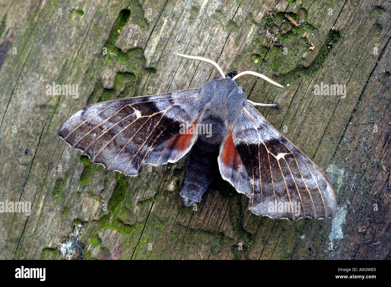 Reddish moth hi-res stock photography and images - Alamy