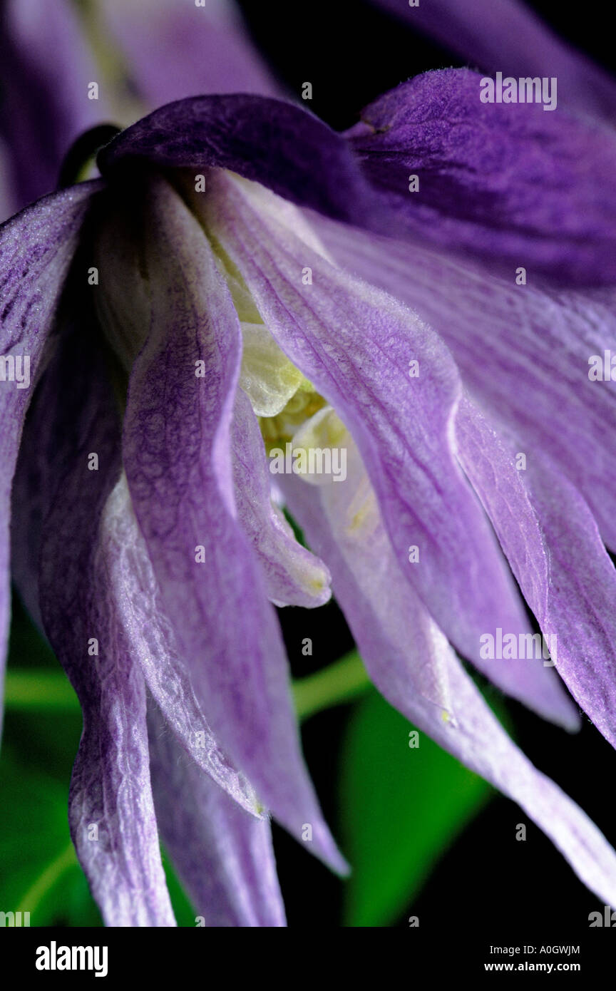 Clematis macropetala garden hi-res stock photography and images - Alamy